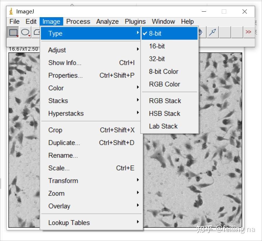 有哪些实用的ImageJ使用技巧？ - 知乎