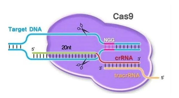 新品|GMP级基因编辑利器CAS 9核酸酶 - 知乎