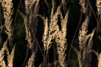 微信小程序对WXWebAssembly的支持情况实践 - 知乎