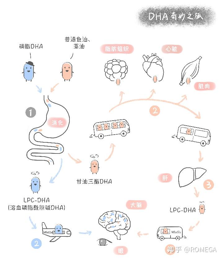 什么是「DHA」，主要有什么功能和作用？ - 知乎