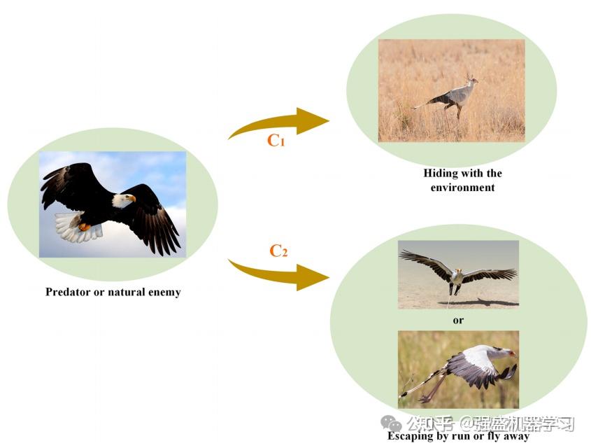 蛇鹭优化算法(SBOA)-2024年SCI一区新算法-公式原理详解与性能测评 Matlab代码免费获取 - 知乎