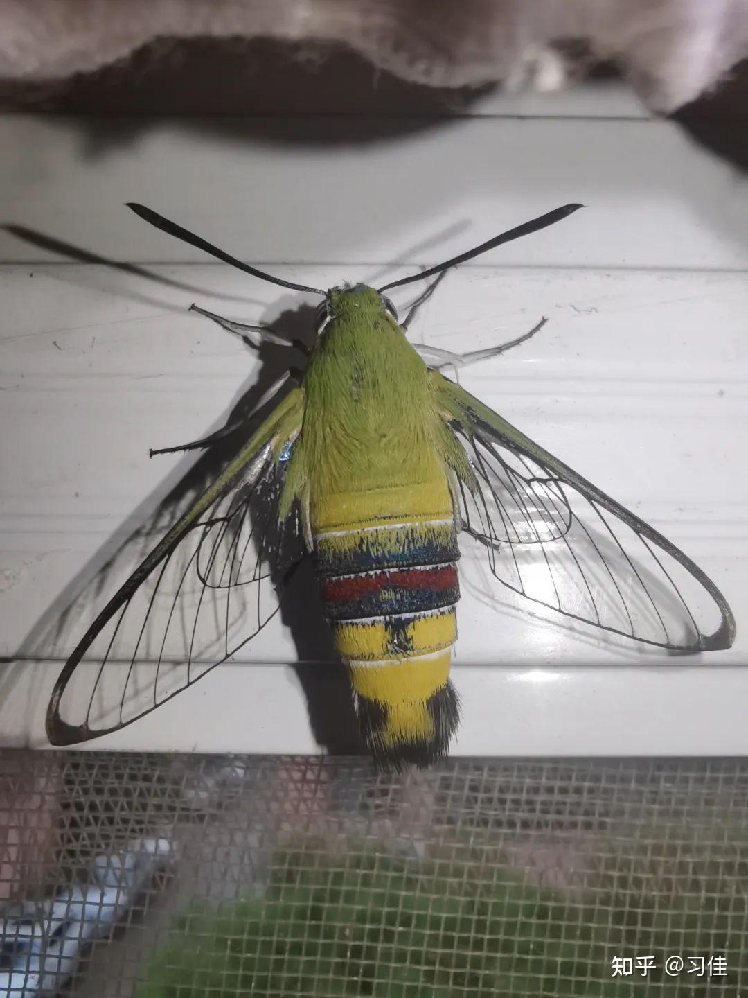 不是蜂鸟，是咖啡透翅天蛾Cephonodes hylas Linnaeus, 1771 - 知乎