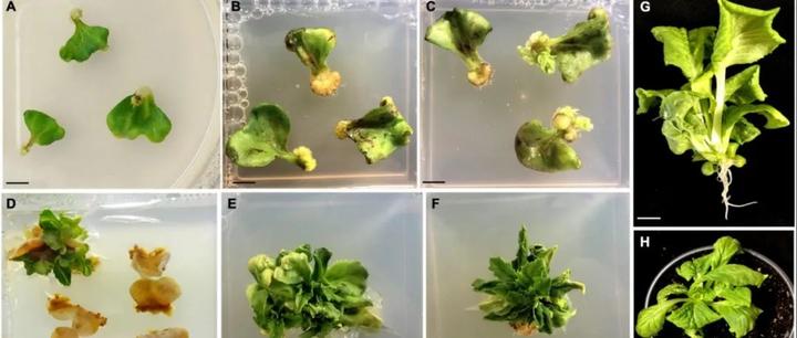 【Front Plant Sci】L-半胱氨酸可以提高大白菜的遗传转化效率 - 知乎