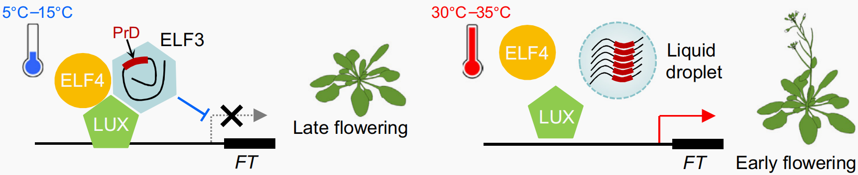 植物中的温度感受器-知热篇 - 知乎