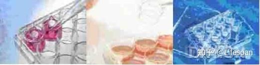 Transwell实验方法 - 知乎