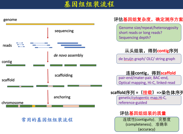 初探基因组组装——生信原理第四次实验报告 - 知乎