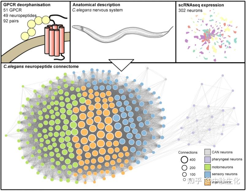颠覆教科书的发现：不止通过突触，神经元之间还可以像Wi-Fi一样进行远程信息传递 - 知乎