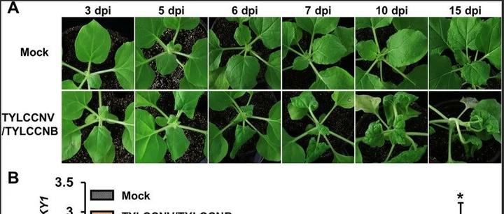 【PLOS Pathog】WRKY1抑制转录因子WHIRLY1，从而增强植物对双生病毒的抗性 - 知乎