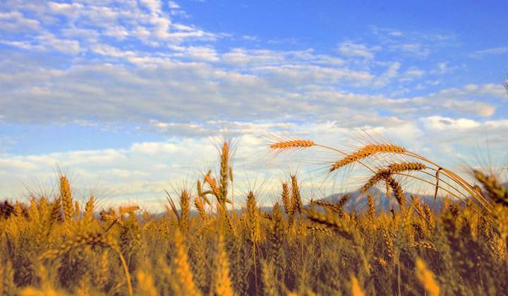 GMTC | 从首届 WebAssembly Summit 看 Wasm 有哪些值得关注的新动向？ - 知乎