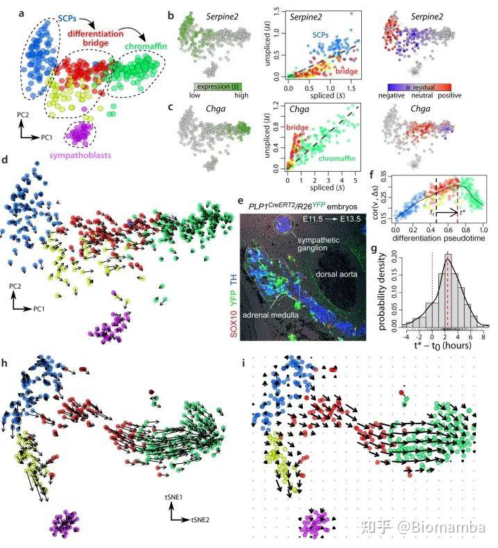 《Nature》|scRNA Velocity剪切速率分析 - 知乎