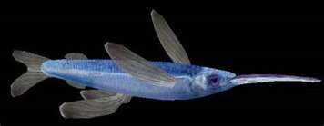 翱翔喙飞鱼——鱵科和飞鱼科的桥梁（作者：达达） - 知乎