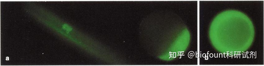 PBFI AM；K+离子探针 - 知乎