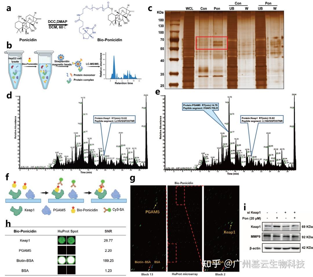 《Adv Sci》解读：HuProt™蛋白芯片筛选抗癌化合物结合蛋白！冬凌草乙素稳定KEAP1-PGAM5抑制肝癌进展 - 知乎