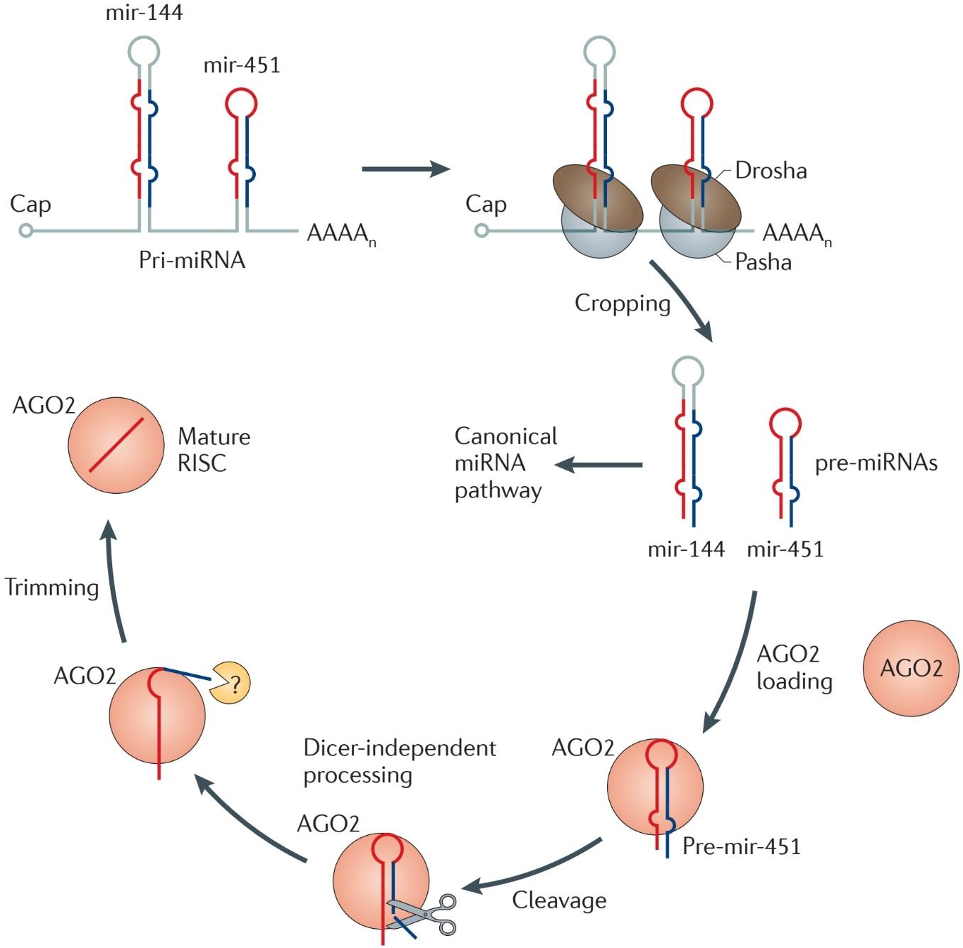 RNA干扰（一）——mi-！si-！pi-！ - 知乎