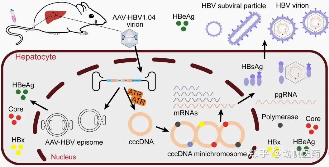 乙肝造模新工具AAV-HBV-1.04 |（独家授权）新型HBV cccDNA小鼠模型加速推进抗乙肝药物研发进程 - 知乎