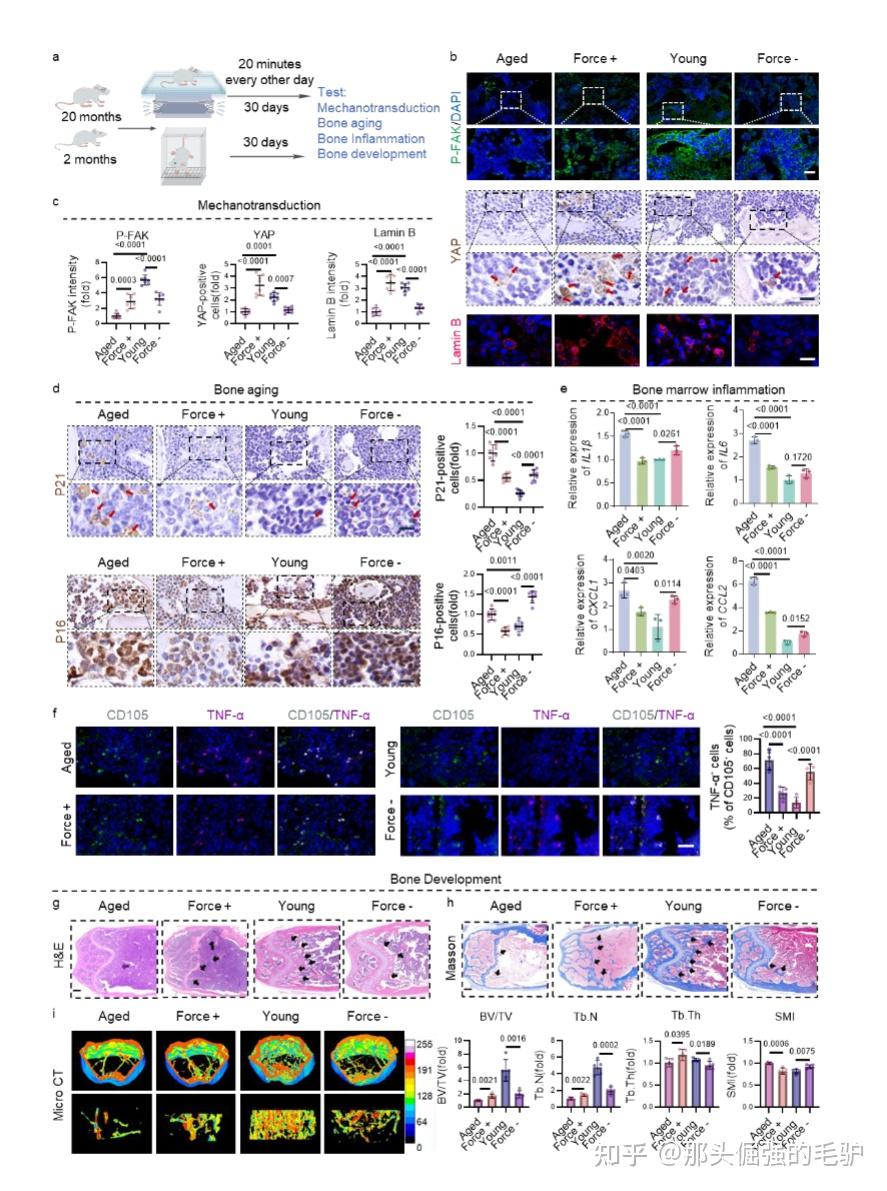 Mechanical rejuvenation of senescent stem cells and aged bone via ...