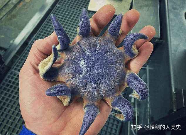 【动物界全系列】等足目—缩头水虱科