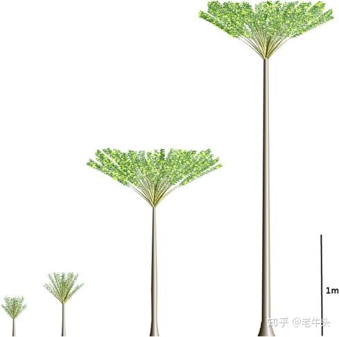 植物是怎么分类的？ - 知乎