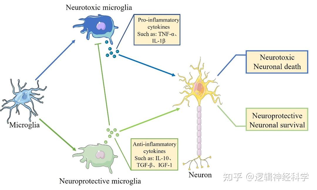 J Neuroinflammation 综述︱魏建设课题组聚焦帕金森病中小胶质细胞与T细胞的相互作用对疾病进程的影响 - 知乎