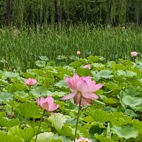 [KVCache 压缩] CacheGen - 知乎