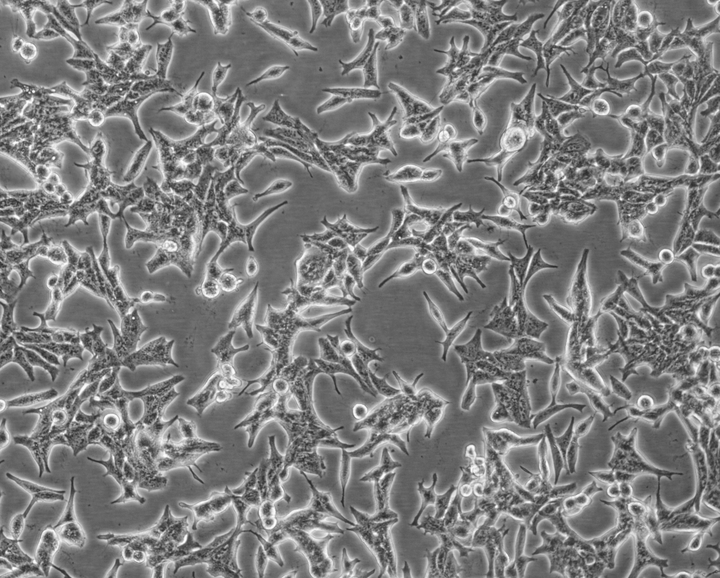 细胞攻略 | C4-2B(人前列腺癌细胞)细胞培养教程 - 知乎
