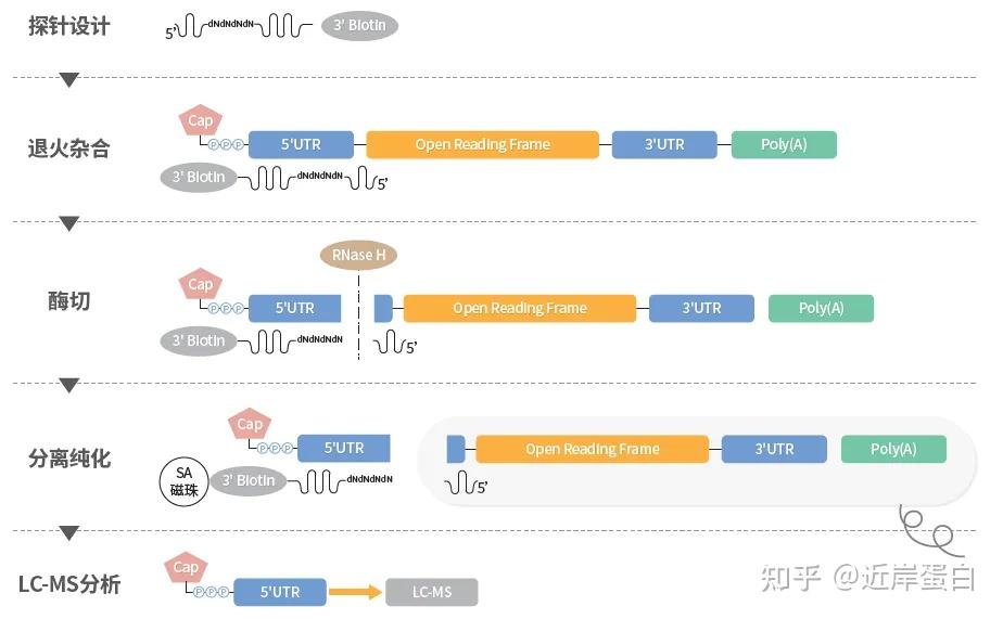 USP《mRNA疫苗和治疗产品质量分析方法-指南草案》第三版发布，mRNA质量控制如何做？ - 知乎