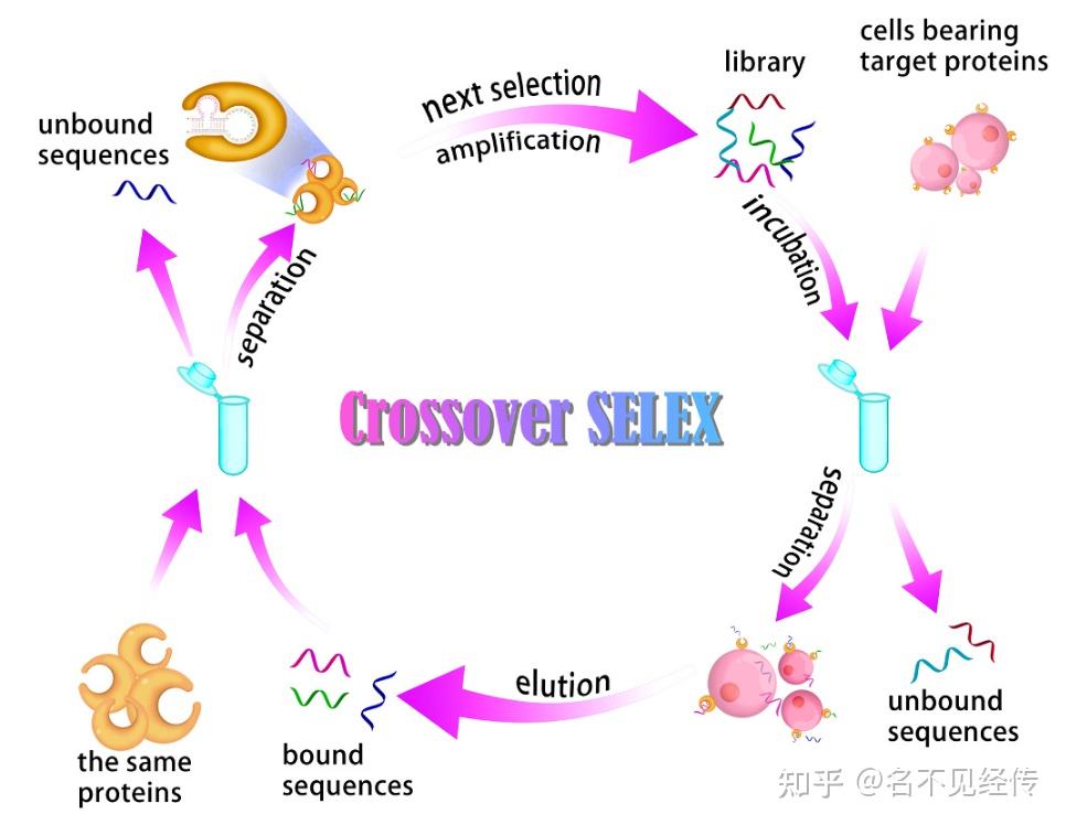全面概述！核酸适配体SELEX技术介绍 - 知乎