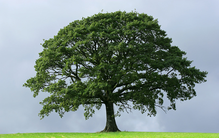 Merkle Patricia Trie详解 - 知乎