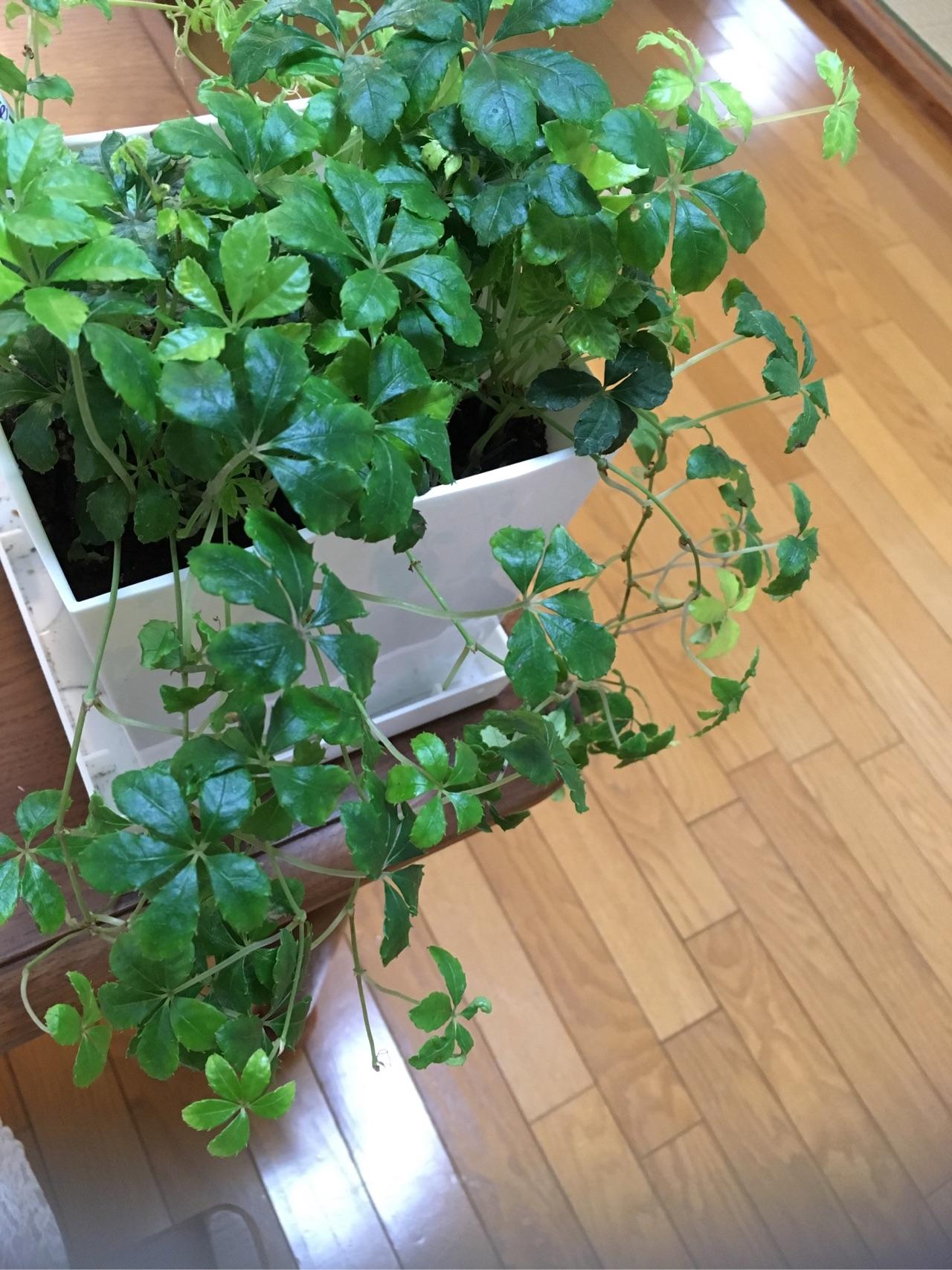 请问Sugarvine是一种什么植物？中文名叫什么？ - 知乎