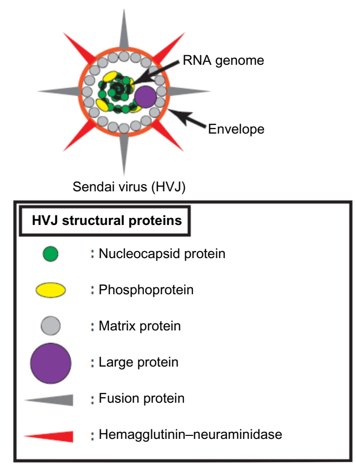 什么是仙台病毒？ - 知乎
