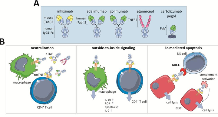细胞毒性T细胞表面关键分子：TNFa - 知乎