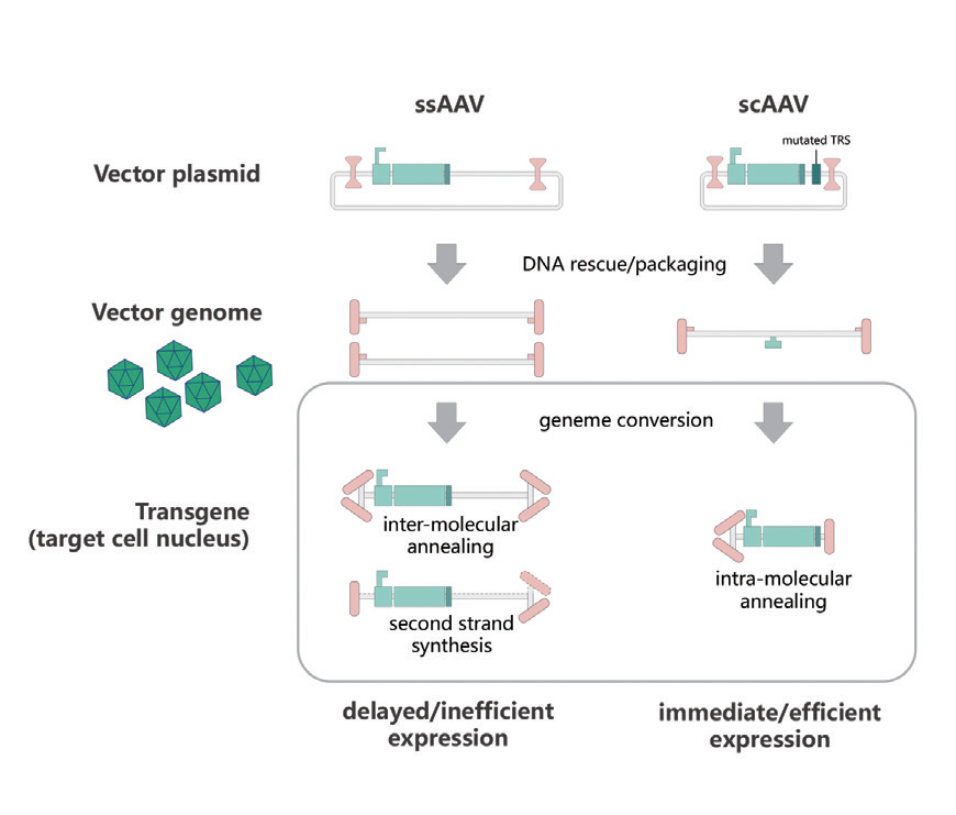 ssAAV和scAAV分别代表什么？二者有什么不同？ - 知乎
