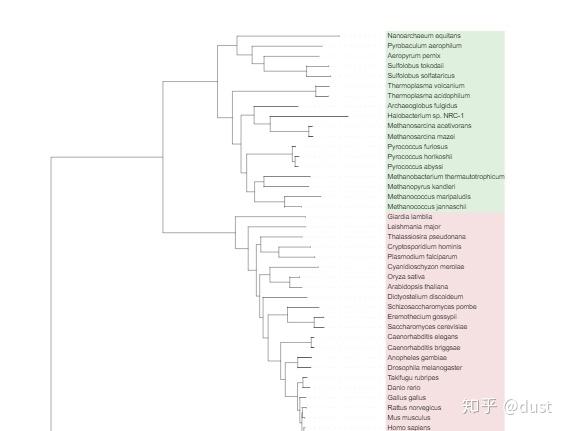 求助各位大神，MEGA制作的进化树想要进一步美化要保存成什么格式呢？谢谢！? - 知乎
