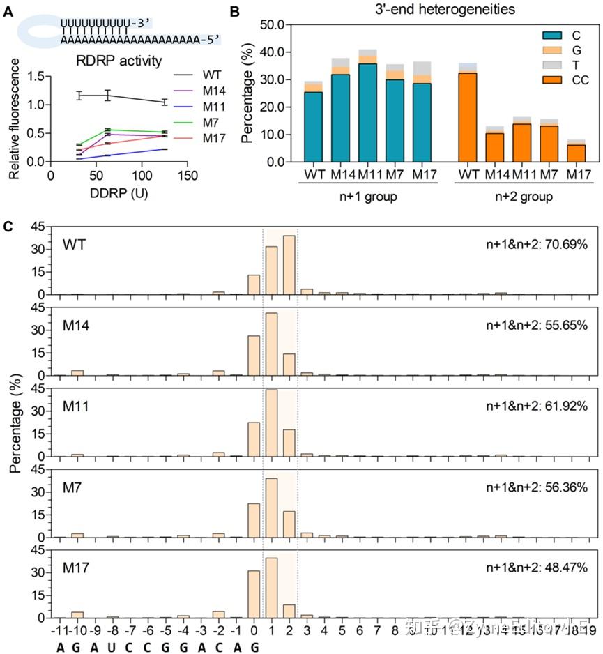 重磅 | 3大策略：如何通过优化T7 RNA聚合酶提升mRNA药物安全性？ - 知乎