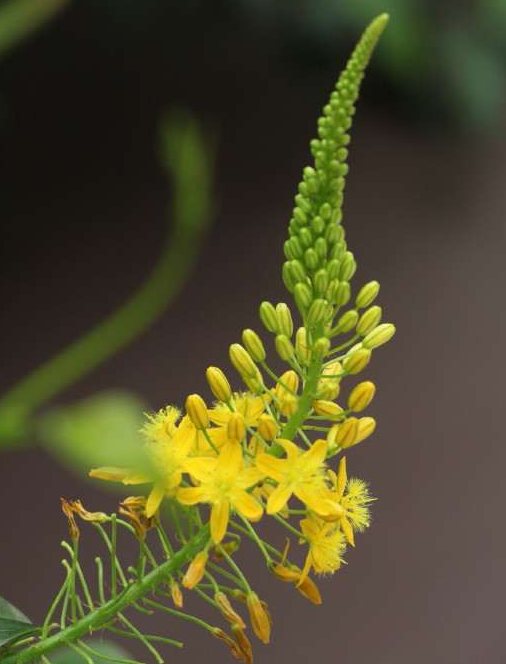 关于Bulbine Natalensis （巴西球茎） 在运动补剂中的作用与效果 - 知乎