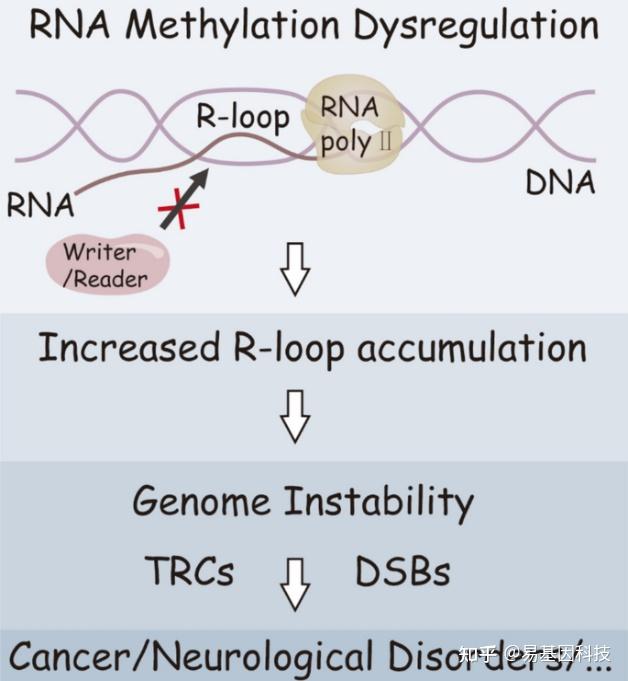 易基因：RNA甲基化修饰和R-loop的交叉调控：从分子机制到临床意义｜深度综述 - 深圳市易基因科技 - 博客园