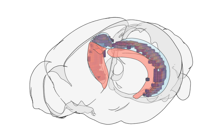 神经科学脑区作图·解剖学习 - 知乎