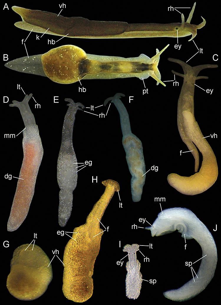 淡水中的海蛞蝓：无壳螺科【睡前软体动物学97】 - 知乎