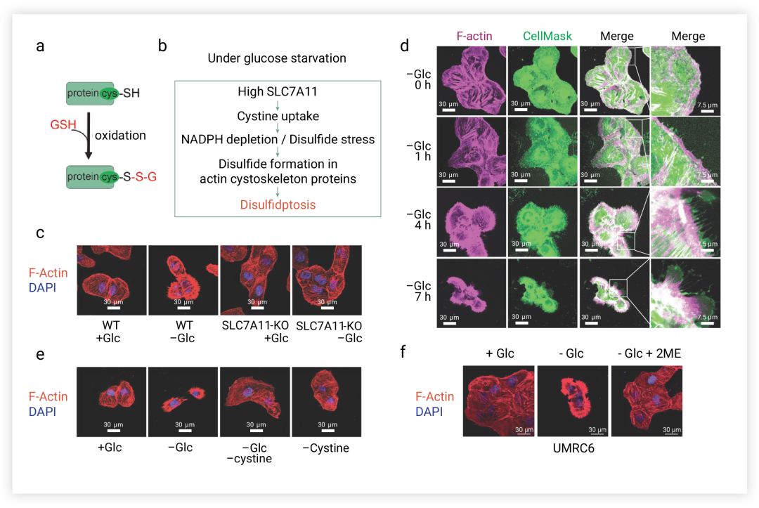 SLC7A11 是什么，为何会促进细胞死亡？ - 知乎