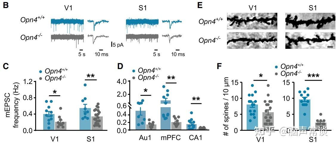 表达黑视素的内在光敏性视网膜神经节细胞（ipRGC）如何促进大脑神经发育？ - 知乎