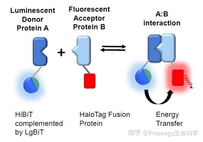 技术 | 使用HiBiT发光多肽标签监测内源水平的蛋白动力学 - 知乎