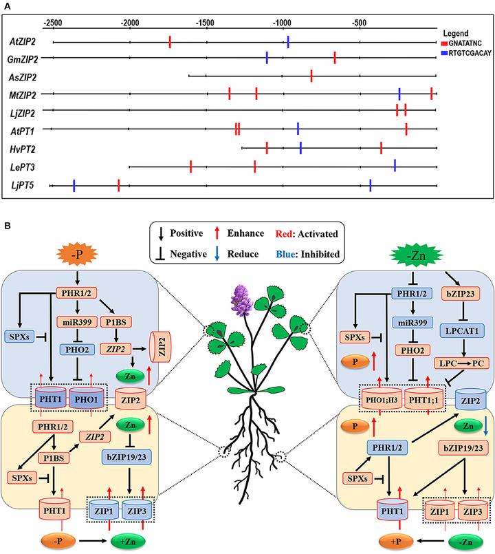Front. Plant Sci.| 华南农大唐明团队总结植物中大量和微量营养素的吸收和互作机制 - 知乎