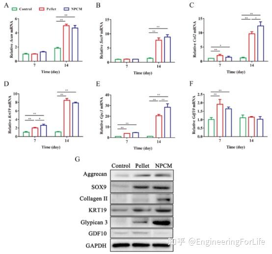 《Biofabrication》：看如何“借”髓核细胞来源的ECM微载体！提供治疗椎间盘退变的策略 - 知乎