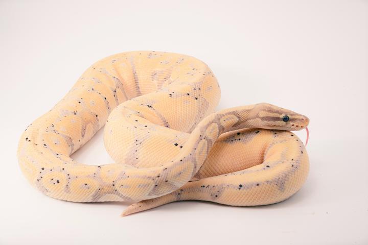 Python中的类的入门理解 知乎 4520