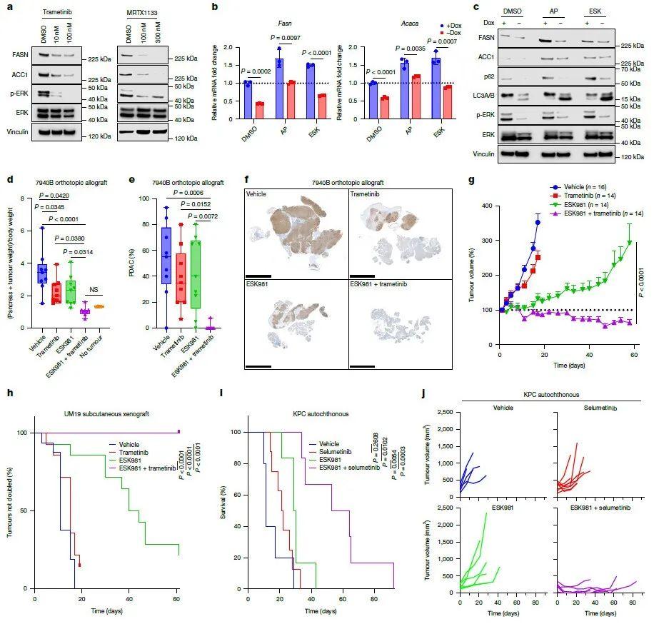 Nature：挑战胰腺癌！KRAS“新搭档”来了 - 知乎