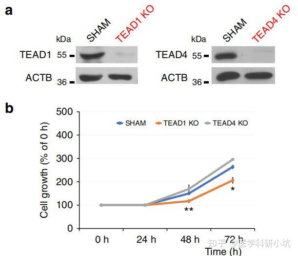 一文get转录因子调控机制研究套路 - 知乎