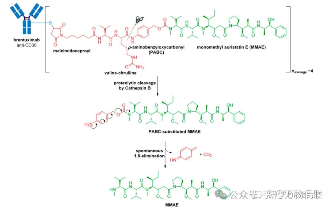 连接子在抗体偶联药物（ADC）中的重要作用 - 知乎