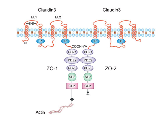 CLDN3：极为关键的紧密连接蛋白，Claudins家族再添药物靶点！ - 知乎