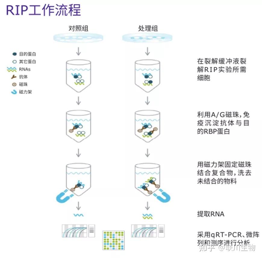 超详细RIP实验流程|RIP专题 - 知乎