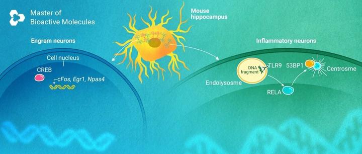 基于免疫的记忆机制：TLR9 炎症信号与 DNA 损伤 "造就" 的记忆回路！| MedChemExpress(MCE) - 知乎